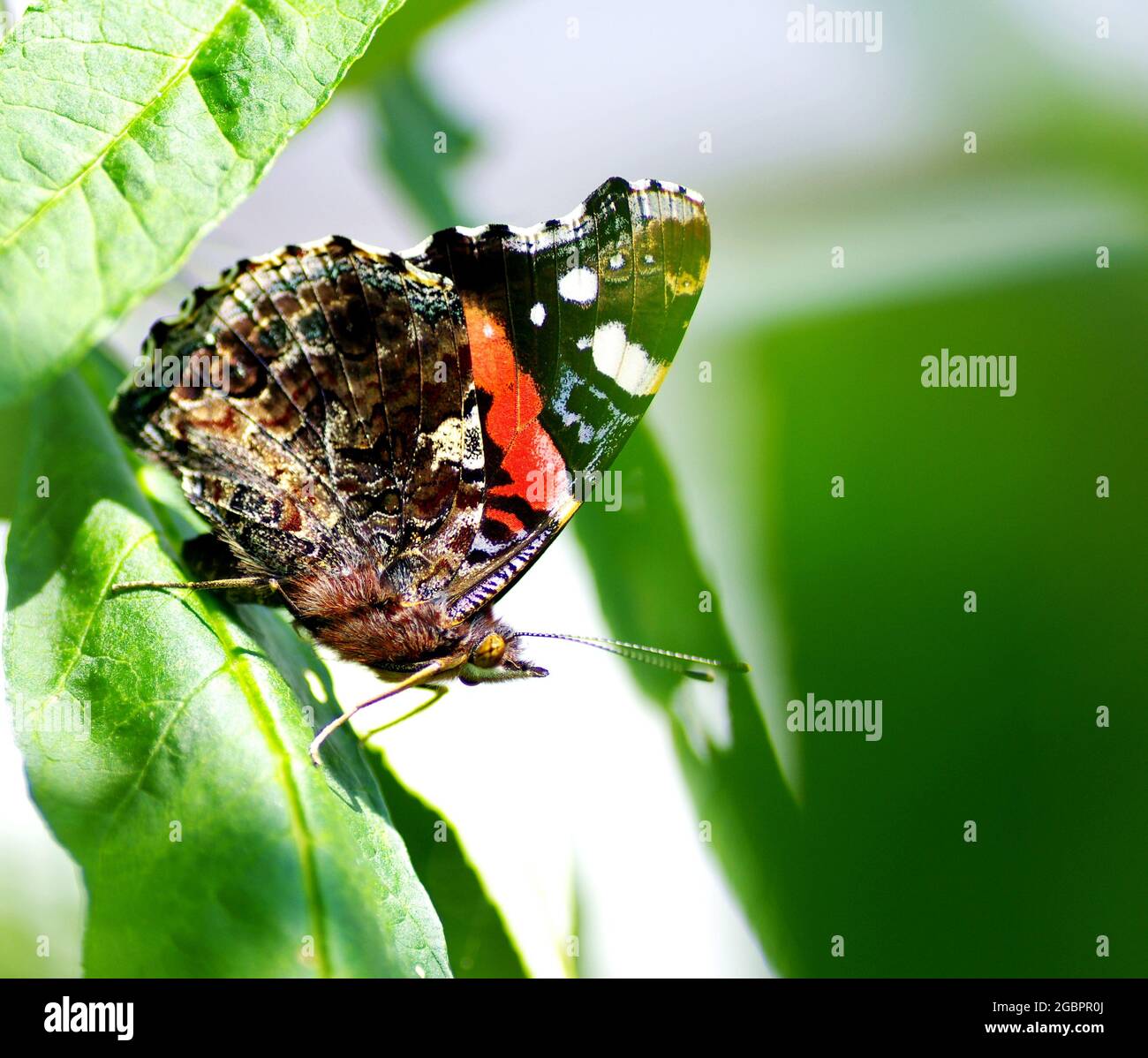 Small fox butterflies hi-res stock photography and images - Alamy