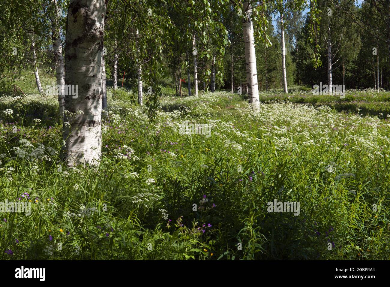Summer flowers on a meadow. Trees, trunks and pathways. Cow parsley ...