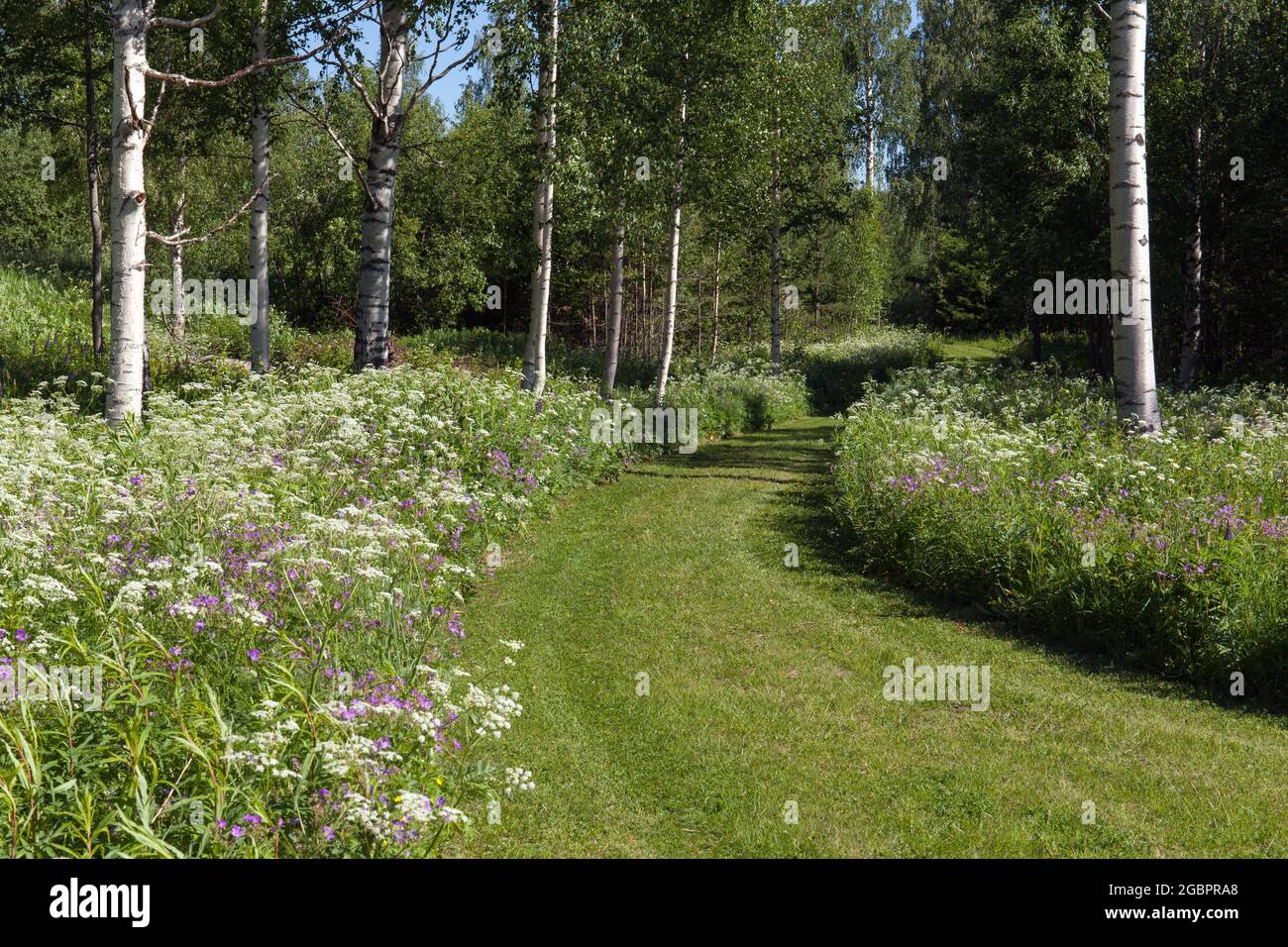 Summer flowers on a meadow. Trees, trunks and pathways. Cow parsley ...