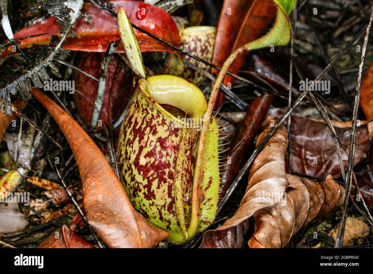 Single pitcher of the carnivorous pitcher plant Nepenthes ampullaria ...