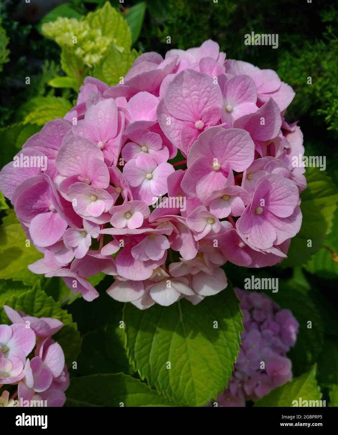 Hortensia hydrangea flowers close hi-res stock photography and images ...