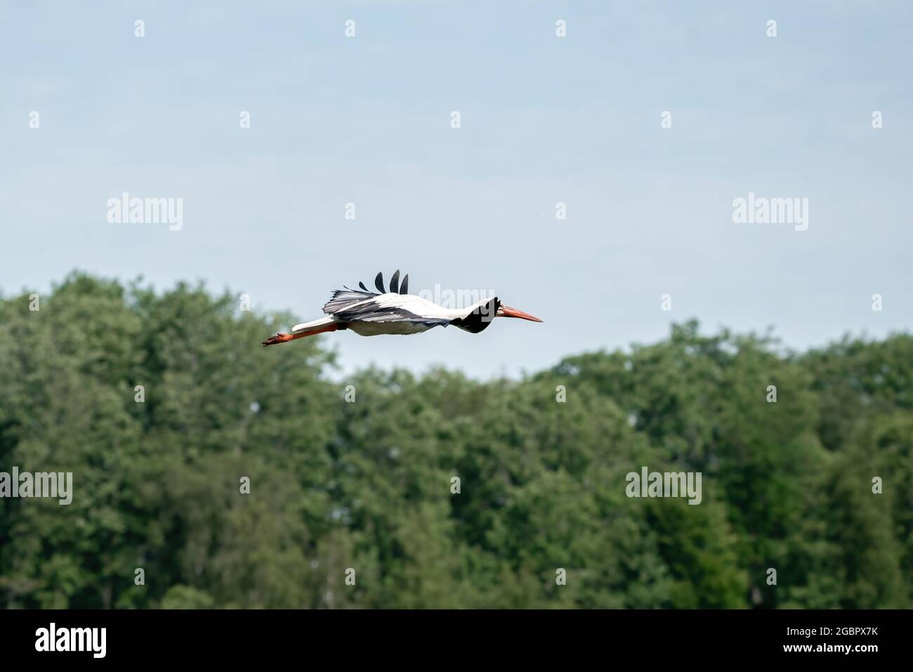 White stork flying above the treetops. With wide spread wings, against ...