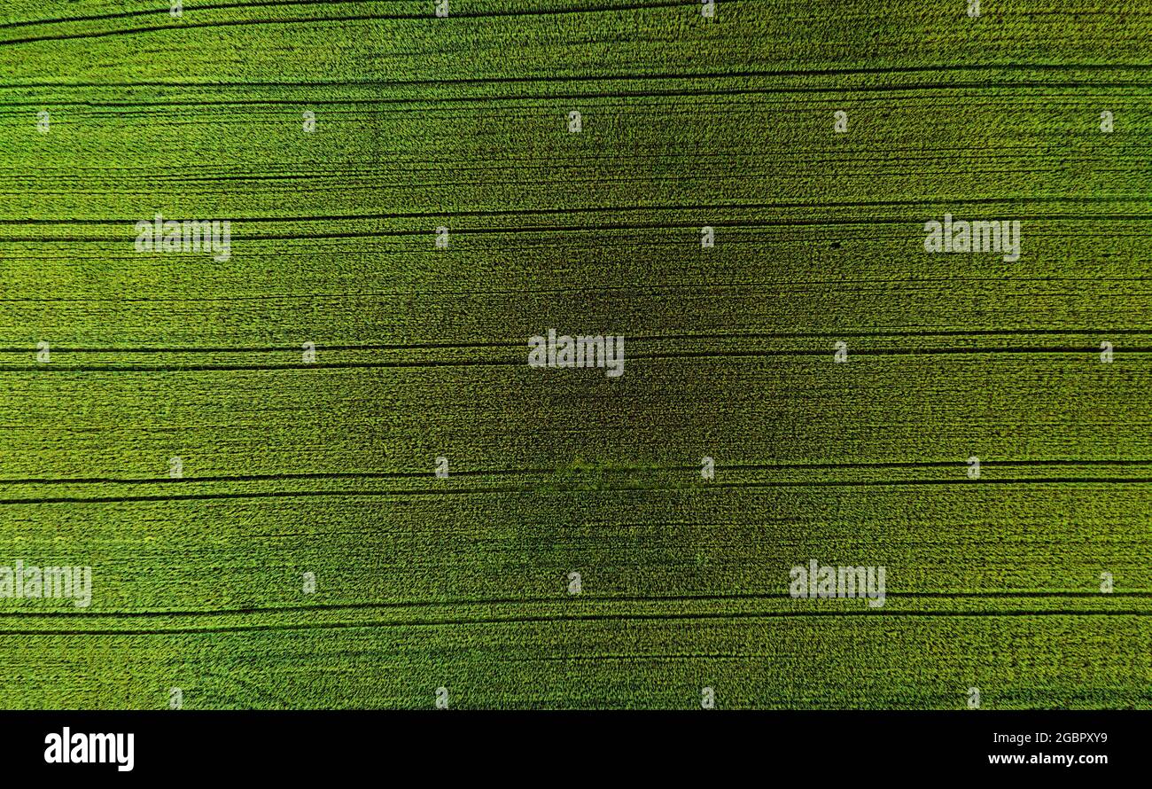 Background of grass and pasture shot from above with a drone ...