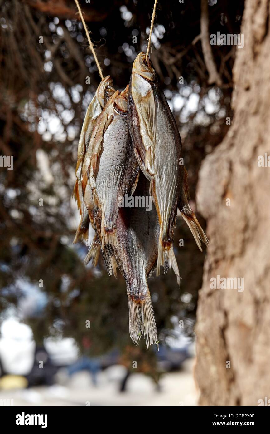 Dried salted roach fish hi-res stock photography and images - Alamy