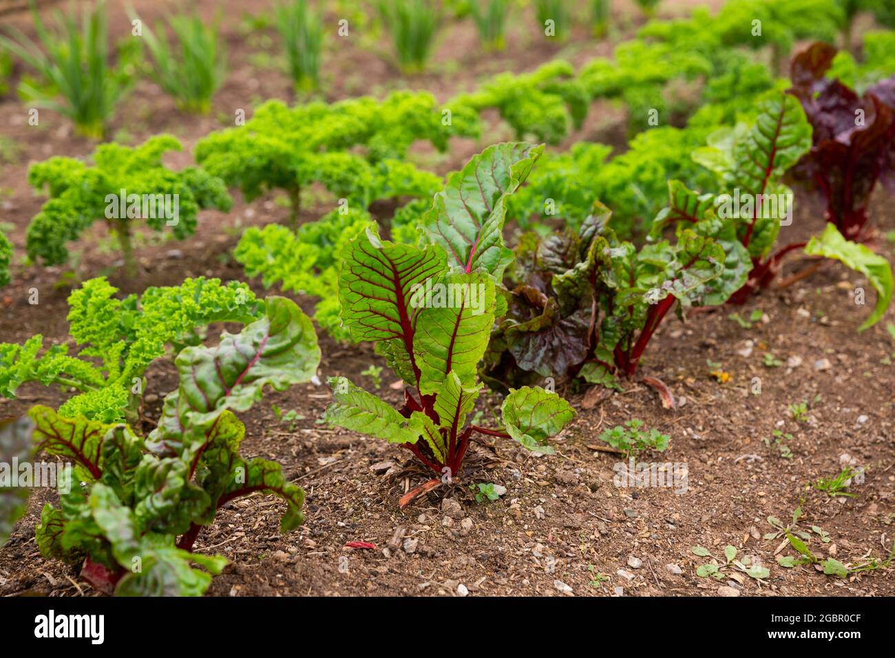 Rows of harvest of beet in garden outdoor, nobody Stock Photo - Alamy