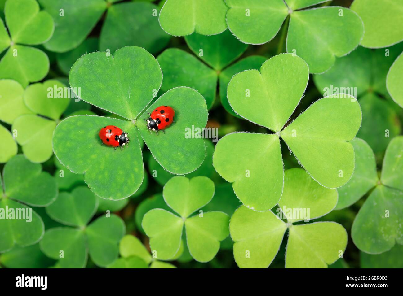 zoology, insects (Insecta), seven-spotted lady beetle on clover ...