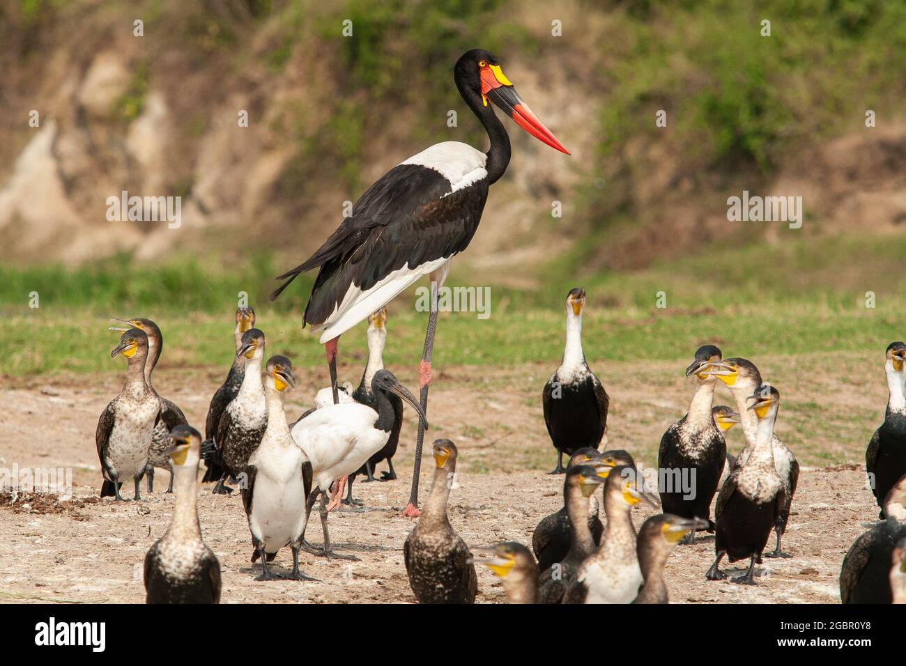 saddle billed stork Kazinga Channel Uganda Stock Photo - Alamy