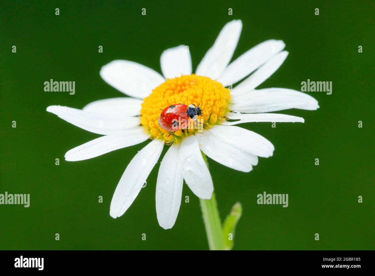 Endemic insects hi-res stock photography and images - Alamy