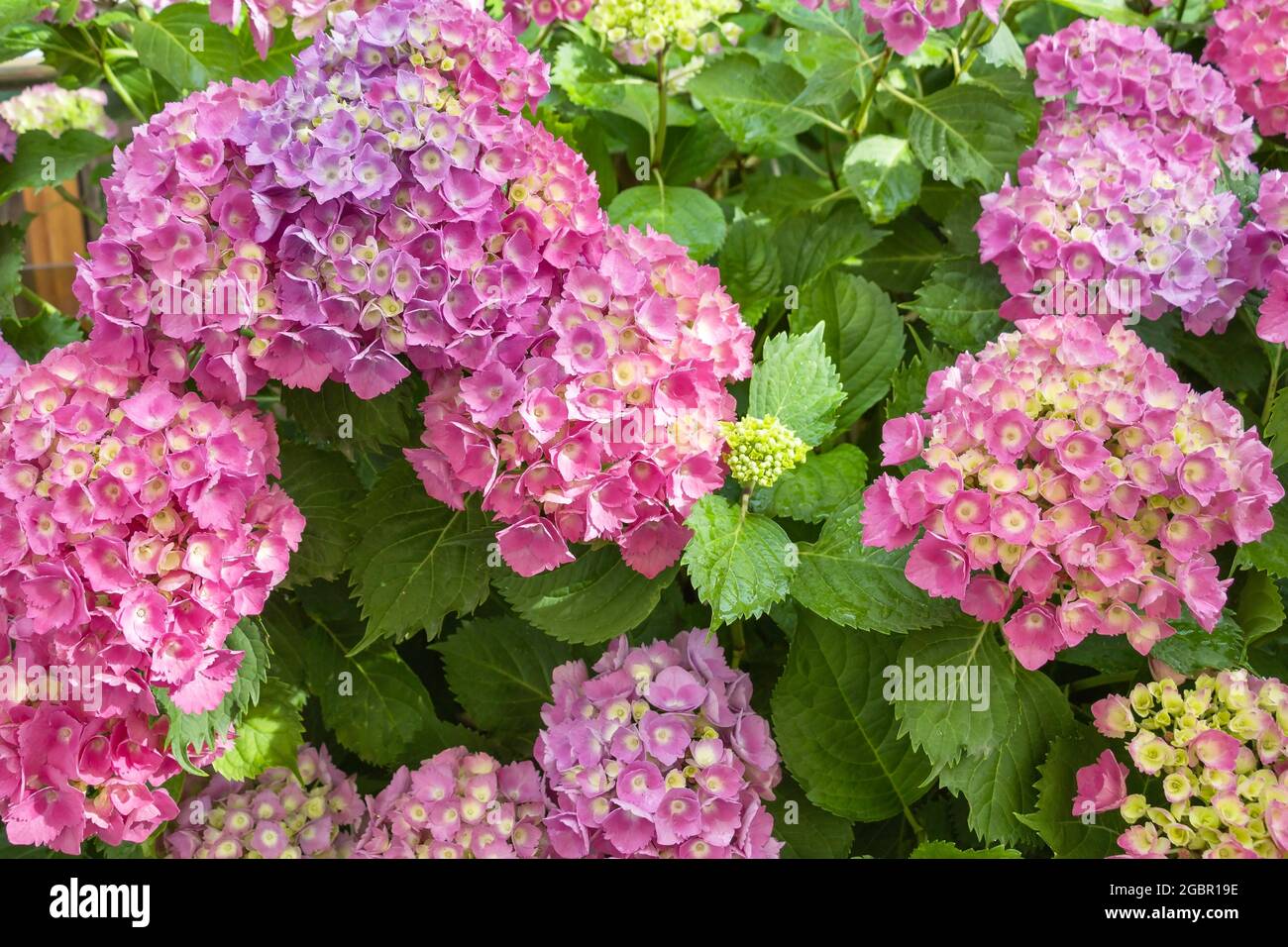 Beautiful hydrangeas flowers grow in the garden Stock Photo - Alamy