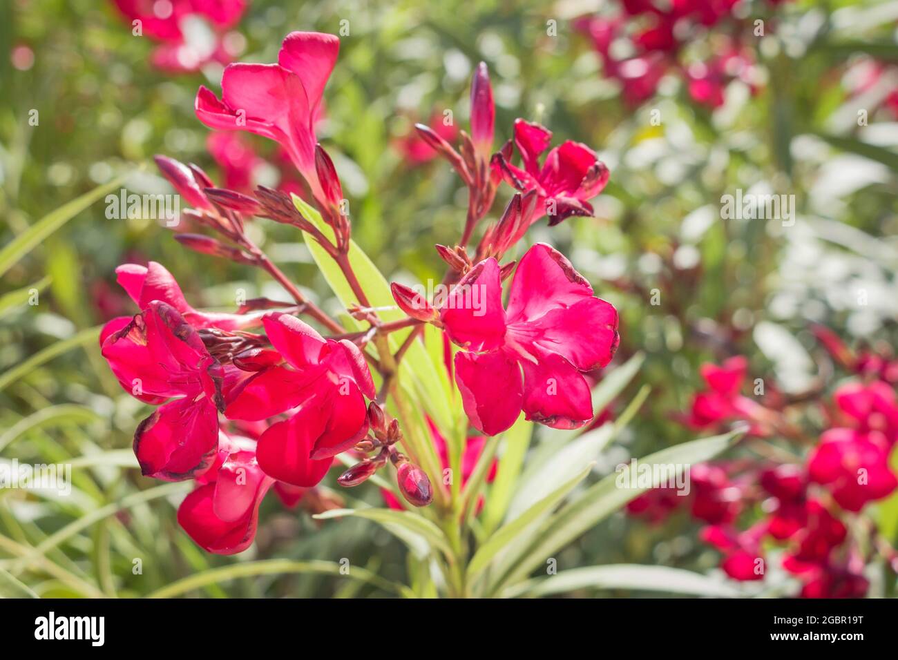 Beautiful Rocktrumpet (Mandevilla) flower in the garden Stock Photo - Alamy