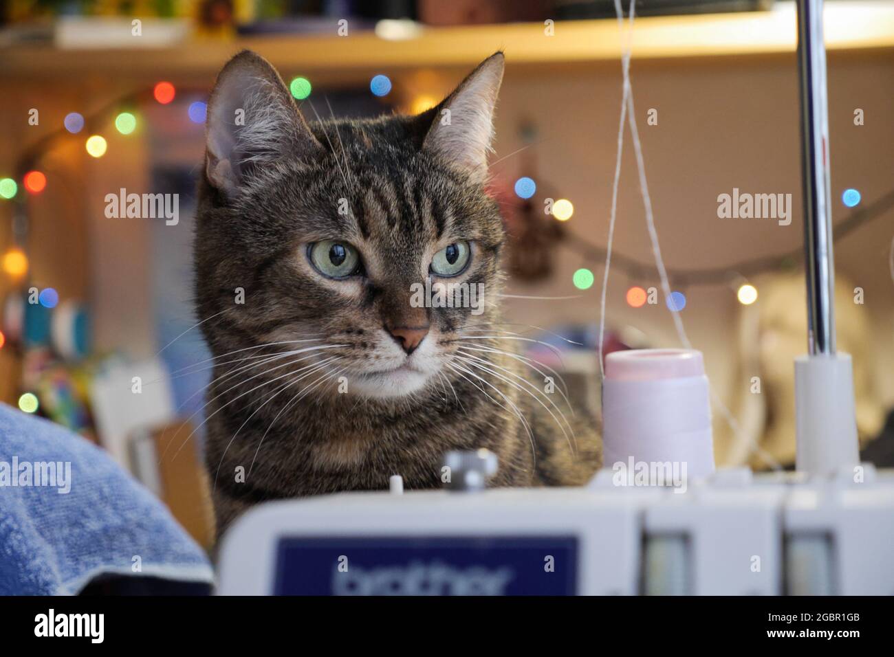 Cat is sewing on sewing machine. New dress from home cat. Cat is ...