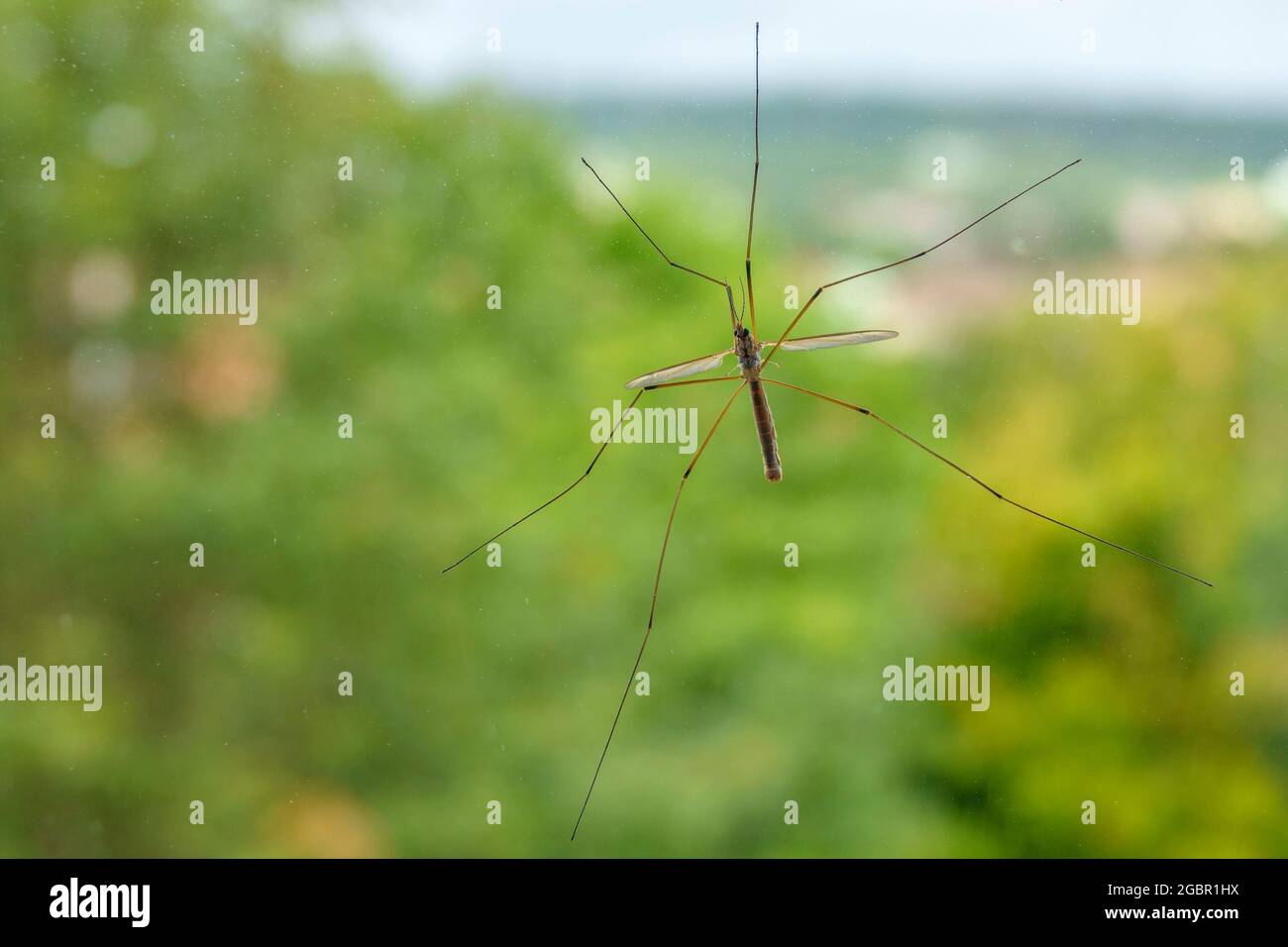 Cran fly with long legs sitting on a window Stock Photo - Alamy