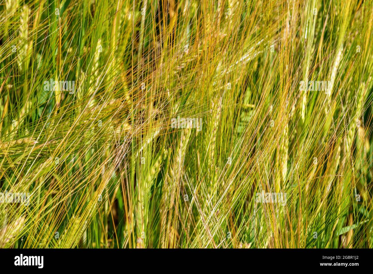 Green straws of corn hi-res stock photography and images - Alamy