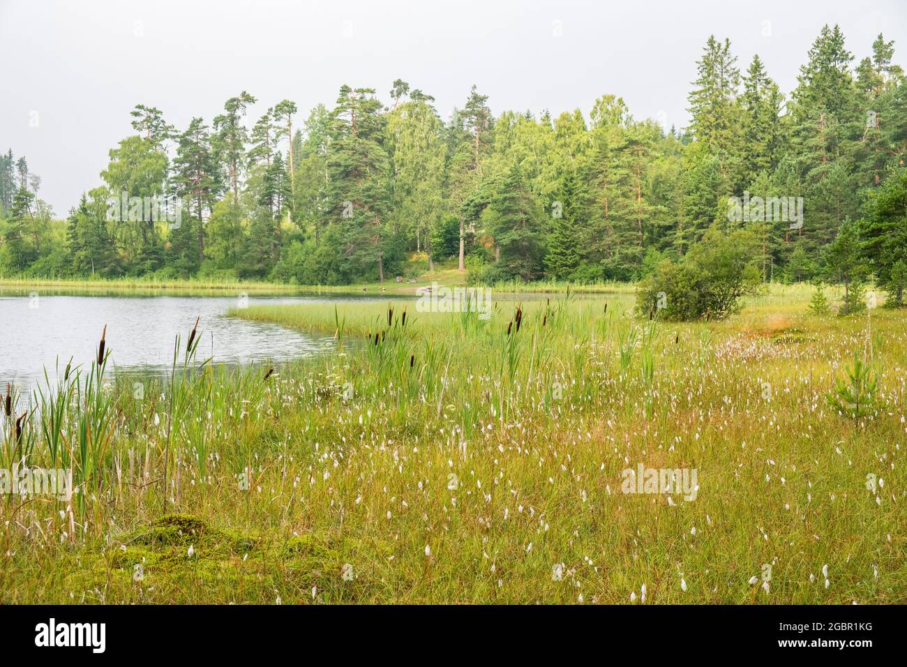 Bog with bulrush at a lake Stock Photo - Alamy