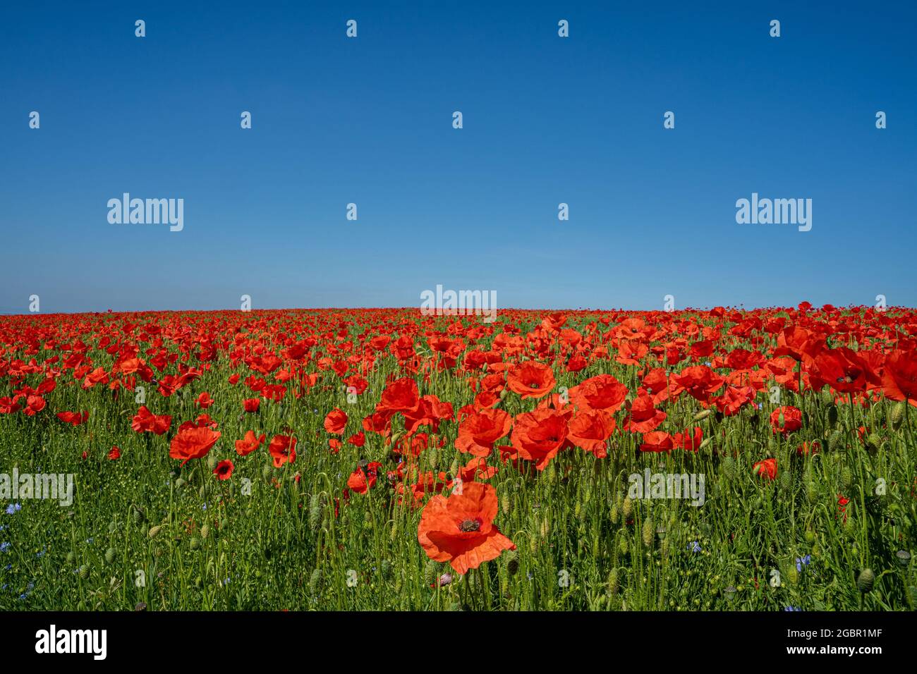 A field of poppies amongst flax plants set against a blue sky up next ...