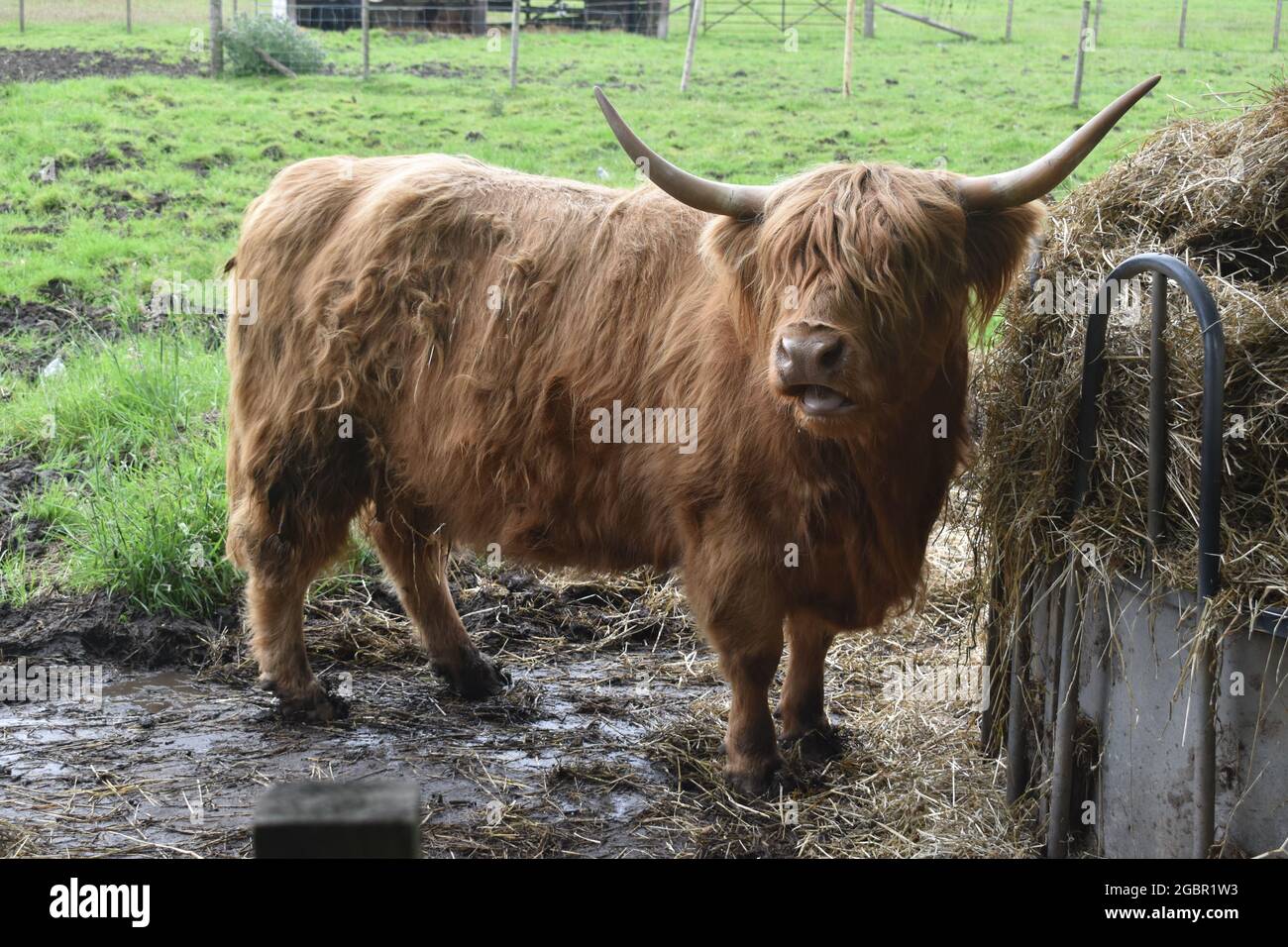 Highland cow eating hay hi-res stock photography and images - Alamy