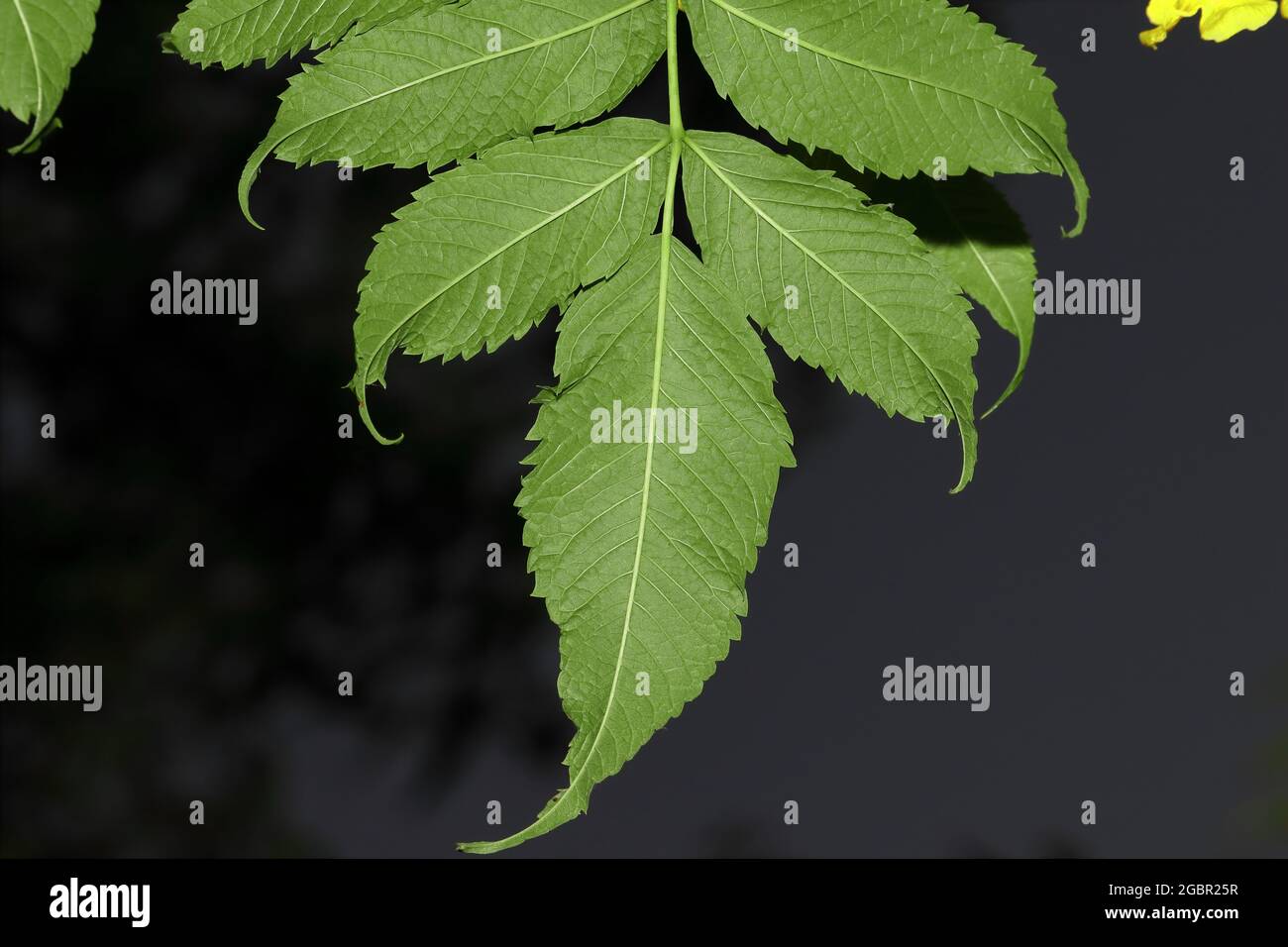 Close up photo of fresh green neem tree leaves and creative black ...