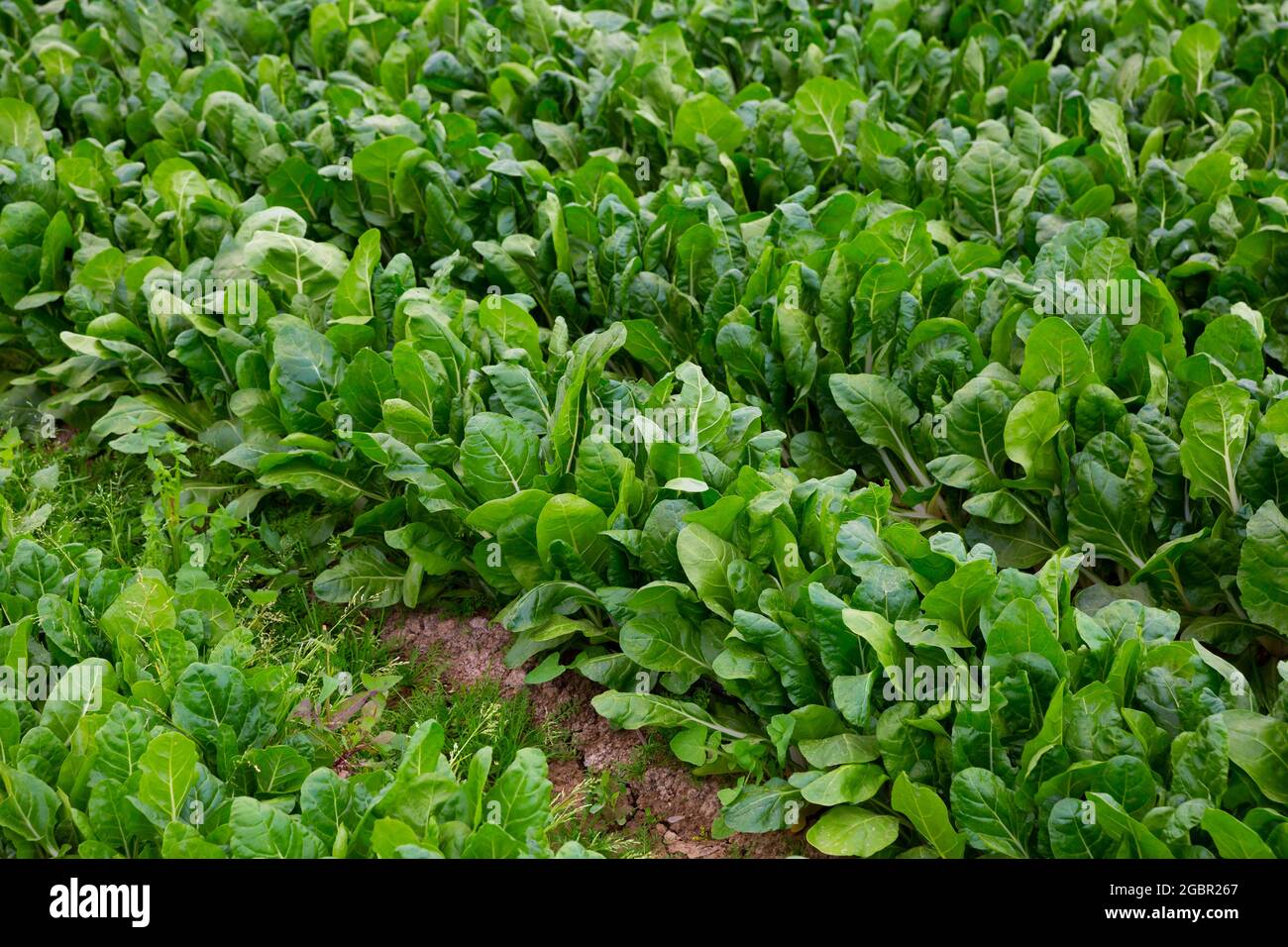 Swiss chard growing on plantation Stock Photo - Alamy