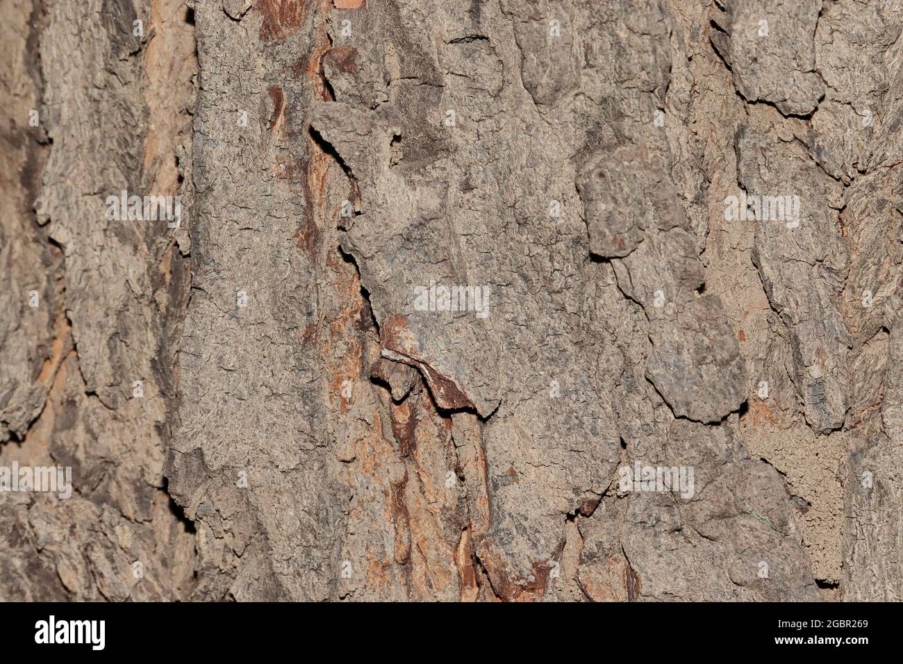 Close up view of neem tree bark and pattern texture background Stock ...