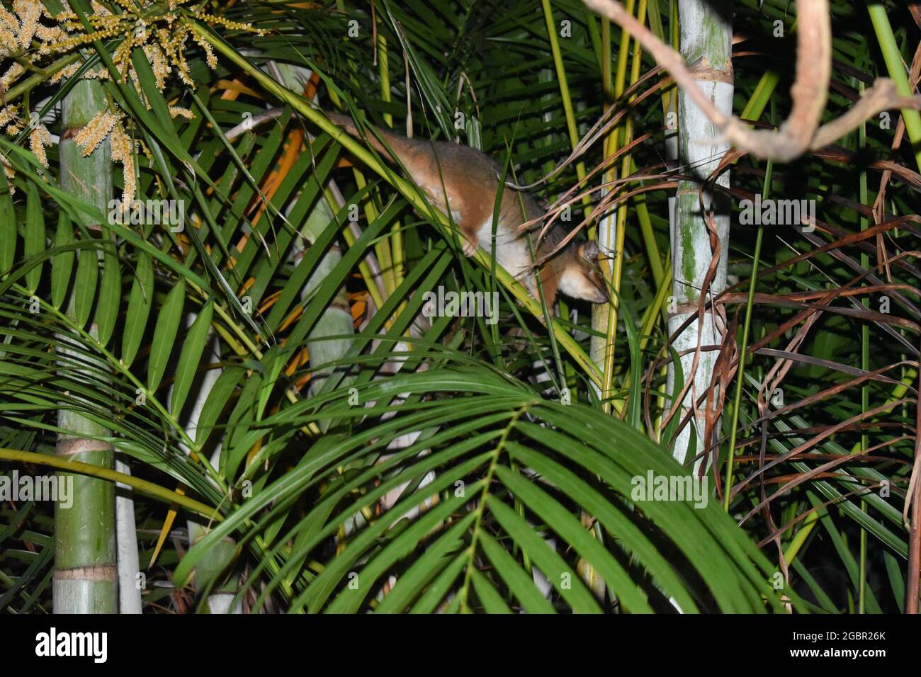 Possum climbing tree hi-res stock photography and images - Alamy