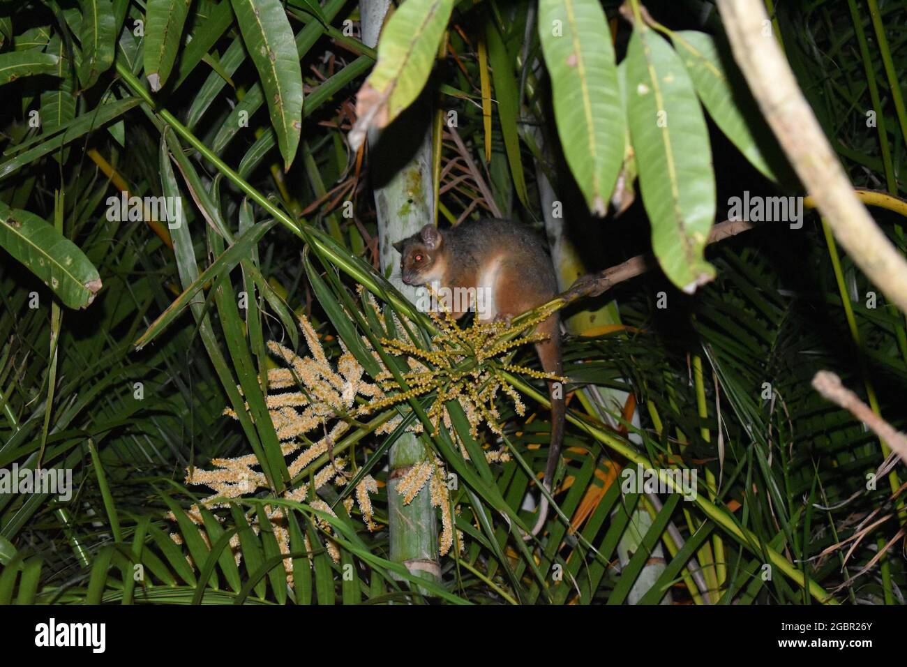 PORT STEPHENS, AUSTRALIA - Jan 15, 2017: A possum climbing on the trees ...
