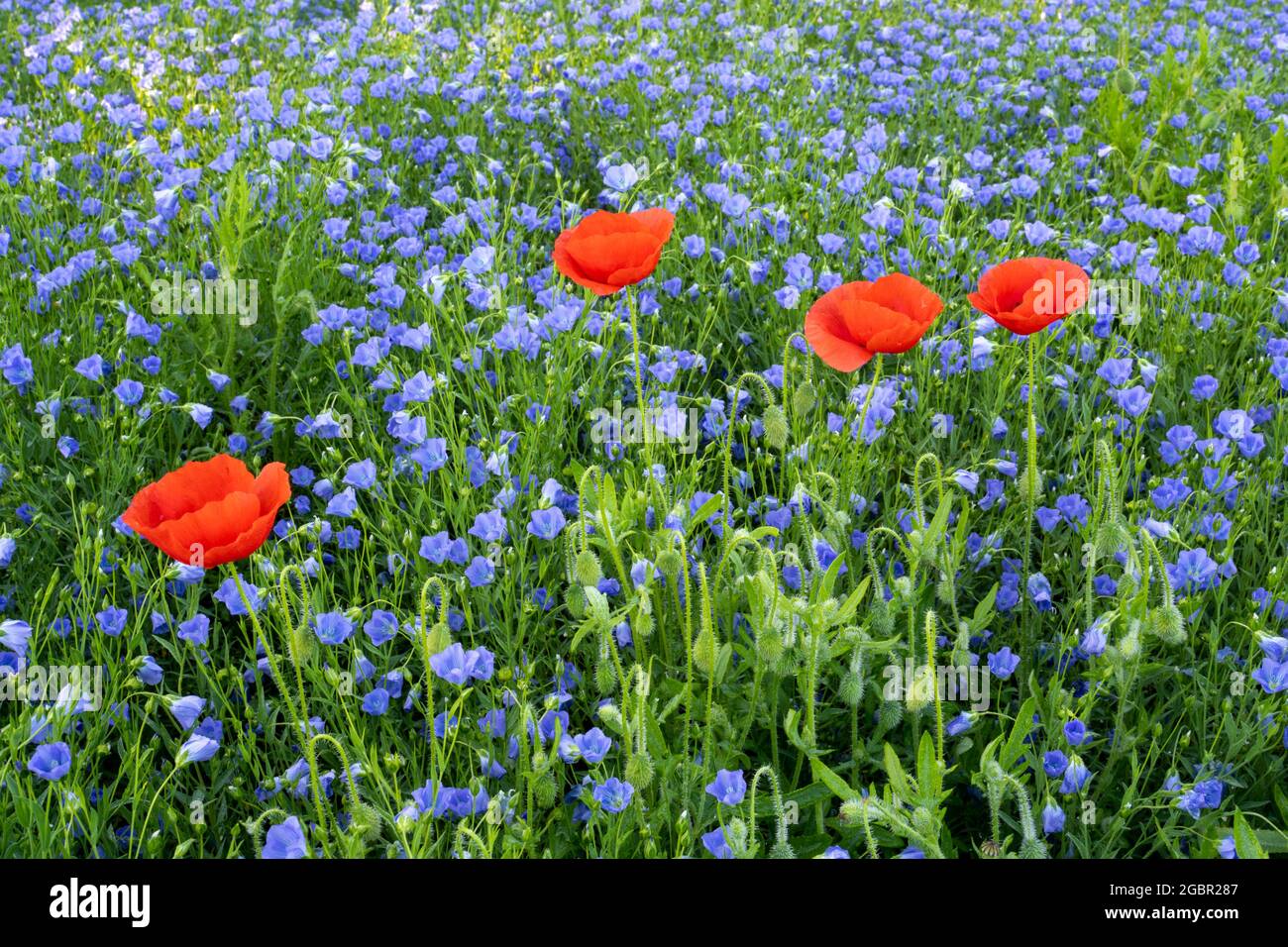 Flax fields hi-res stock photography and images - Alamy