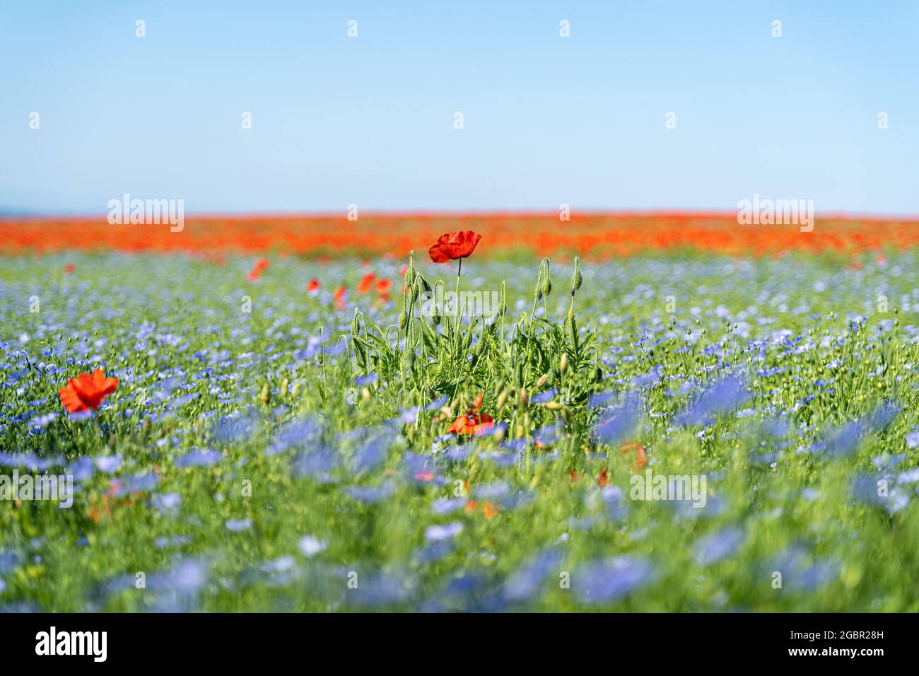 Flax fields hi-res stock photography and images - Alamy