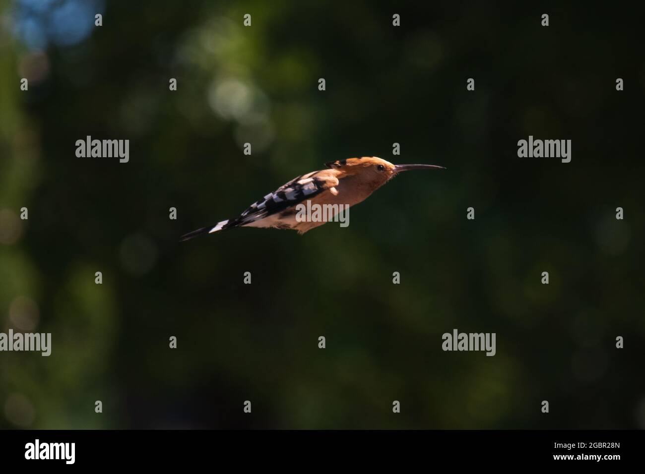 A Hoopoe bird in flight, Provence , France Stock Photo - Alamy