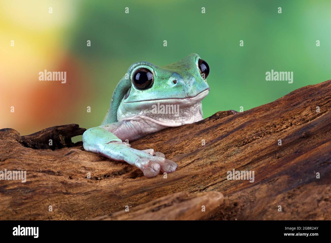 Dumpy frog hi-res stock photography and images - Alamy