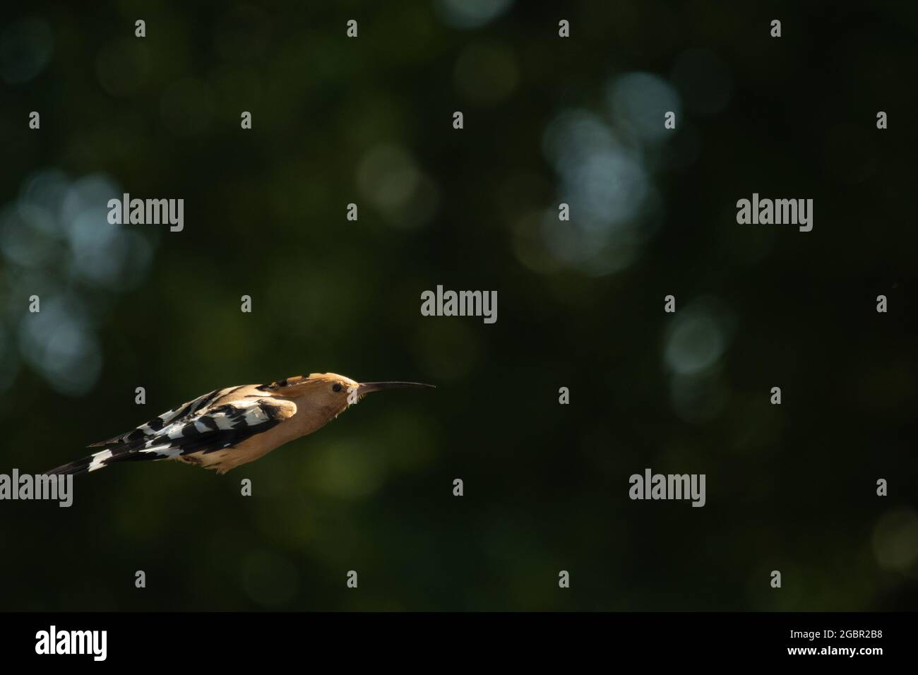A Hoopoe bird in flight, Provence , France Stock Photo - Alamy