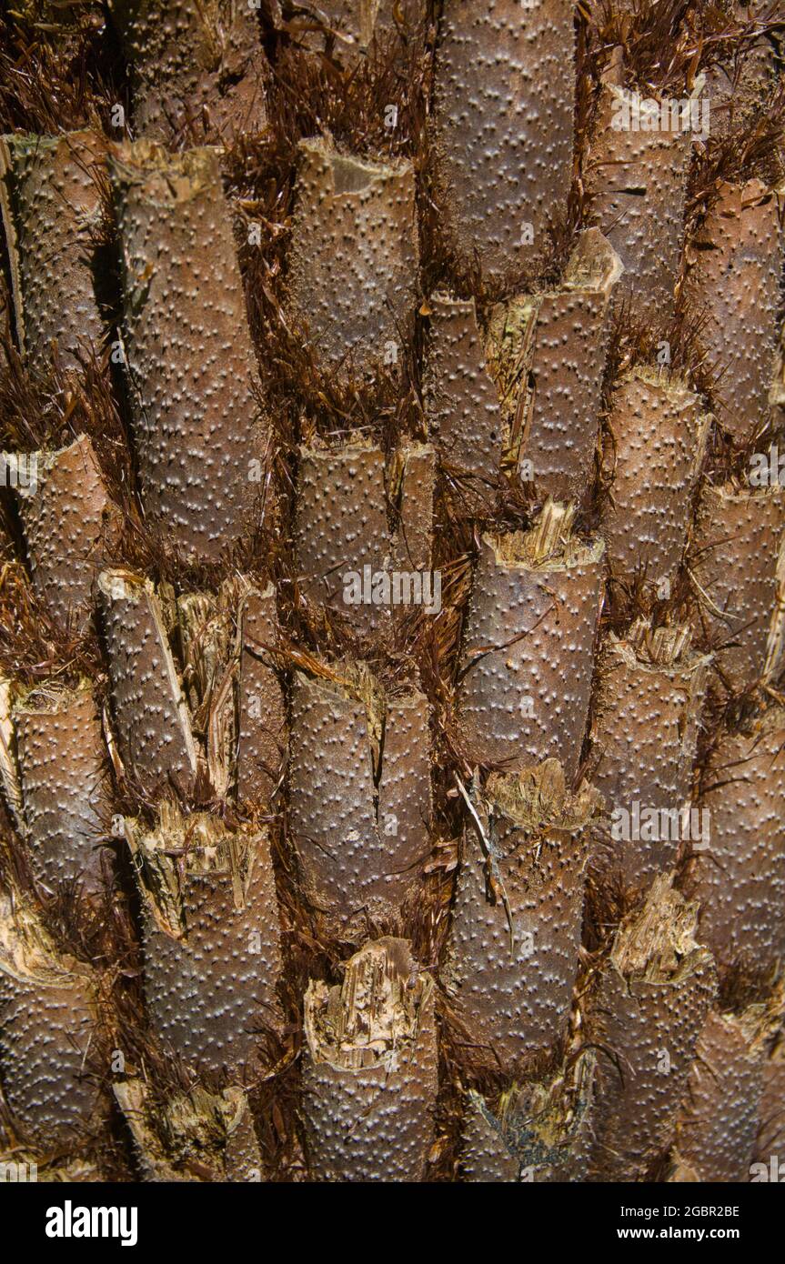 Closeup of he trunk of a tree fern in a temperate rainforest in New ...