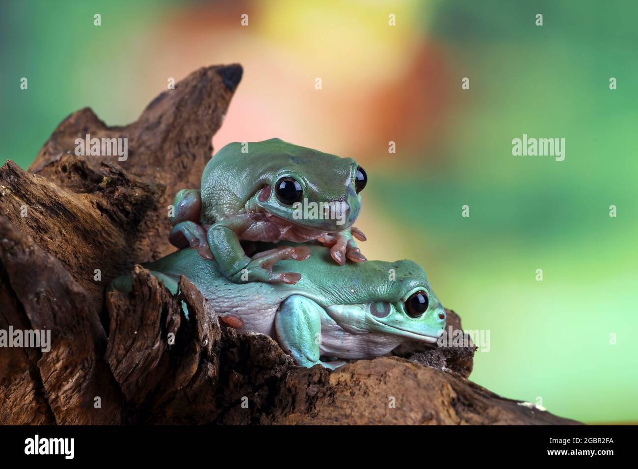 green tree frog couple sitting on wood Stock Photo - Alamy