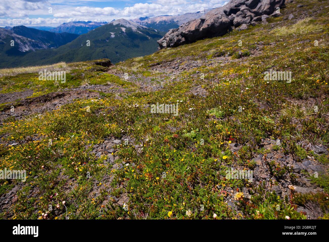 Plants of the Andes Stock Photo - Alamy