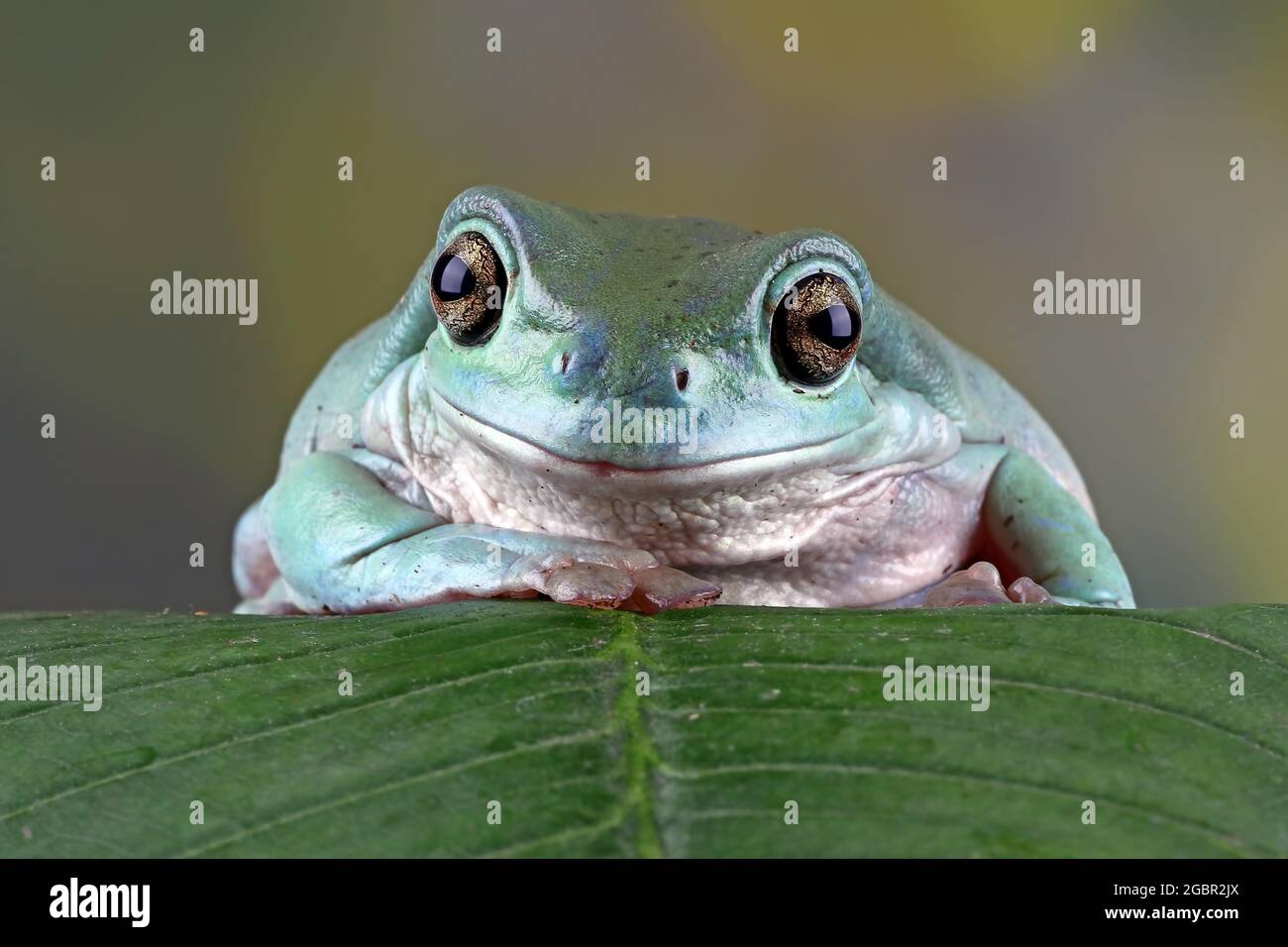 Tree frog sitting on a leaf, dumpy frog close-up Stock Photo - Alamy