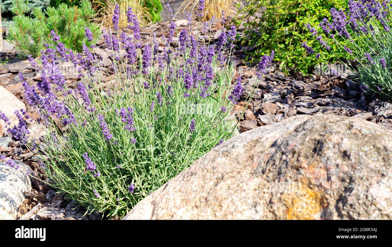 Lush lavender bush close-up with copy space. Mediterranean style garden ...