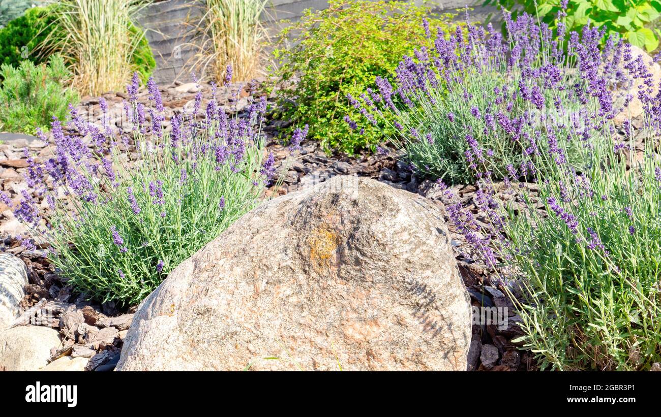Lavender bushes grow on a slope covered with pine bark in a Provencal ...