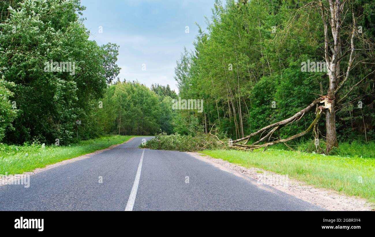 The road is blocked by a fallen tree after a thunderstorm. Natural ...