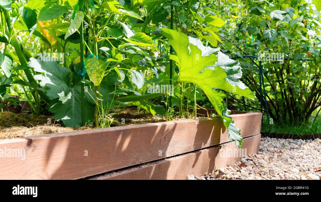 Modern Vegetable Garden Design