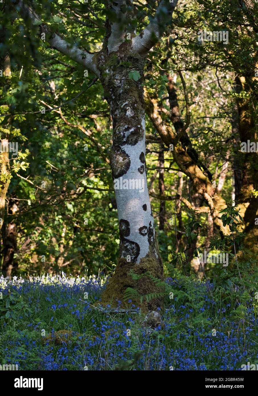 Bluebells, Hyacinthoides non scripta, surrounding strangely patterned ...