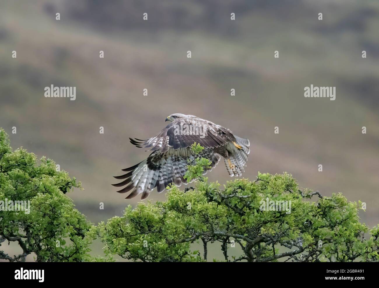 Common buzzard, buteo buteo, in flight, Mull, Scotland Stock Photo - Alamy