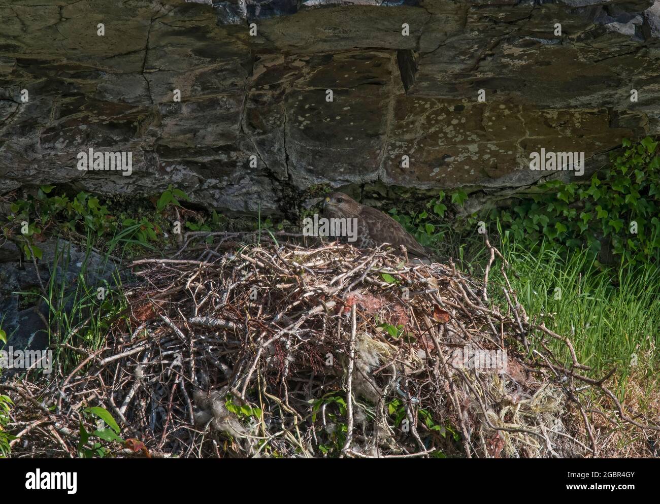 Buteo buteo common buzzard nest hi-res stock photography and images - Alamy