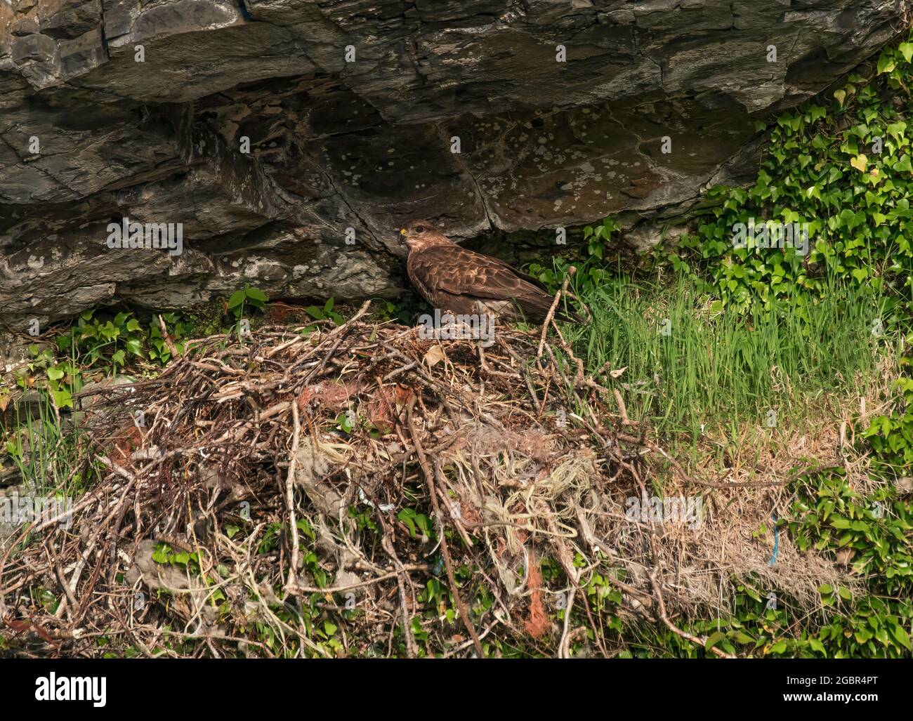 Buteo buteo common buzzard nest hi-res stock photography and images - Alamy
