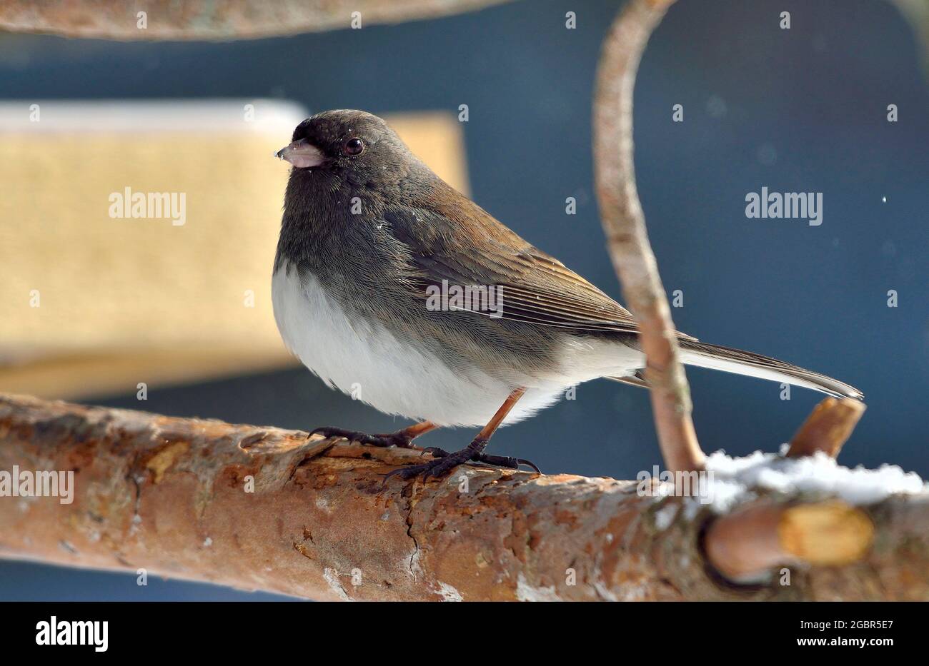 Slate-colored Junco (Junco hyemalis carolinensis) Males of the Slate ...