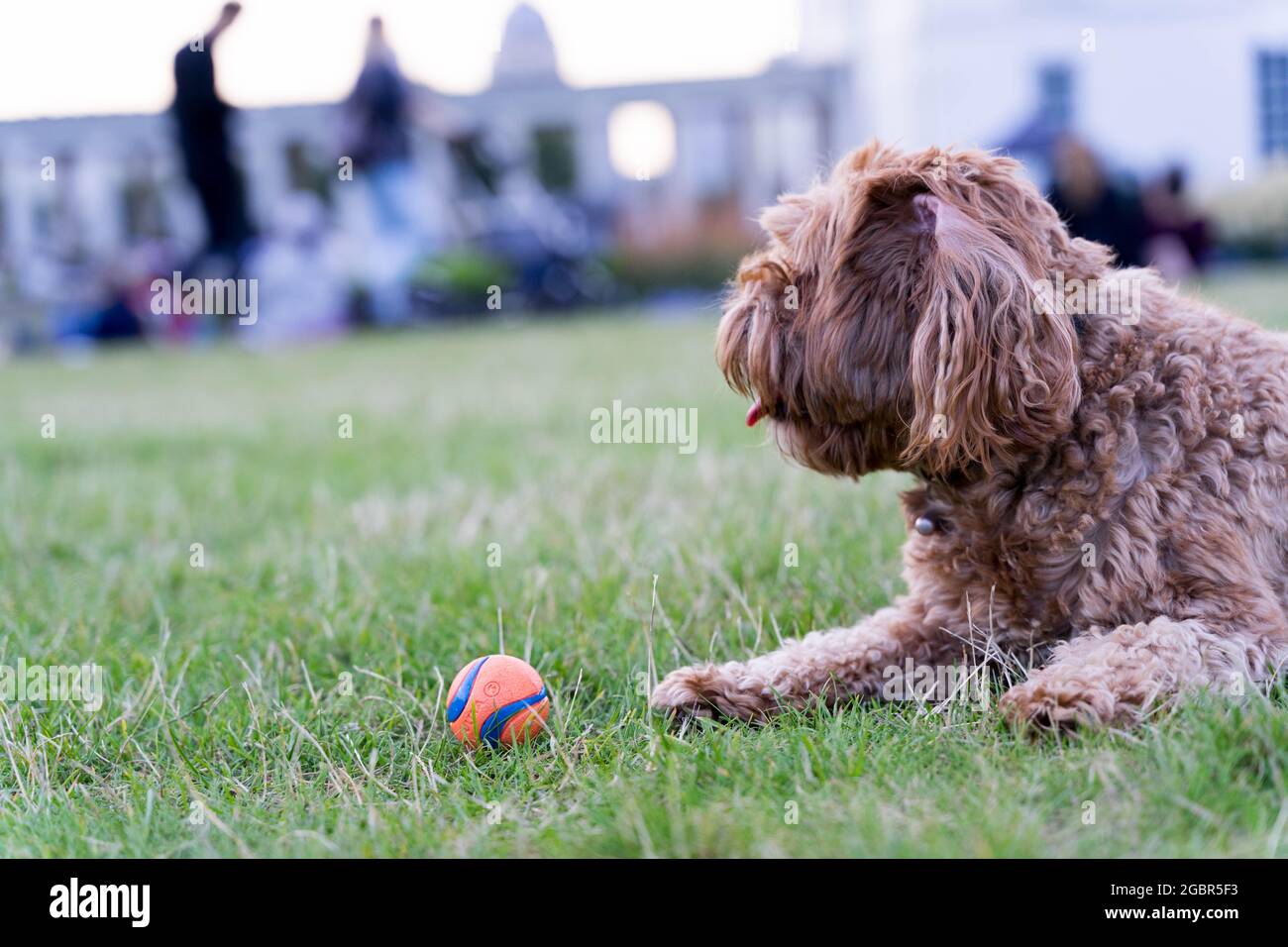 Cavapoo dog getting ready to play with ball at London Greenwich park ...