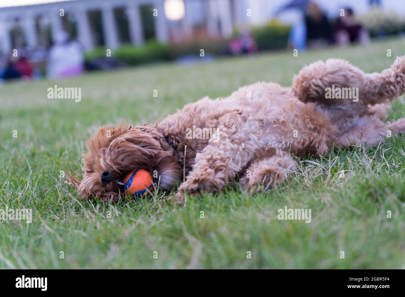 feet up, Cavapoo dog rolling on grass playing with ball London ...