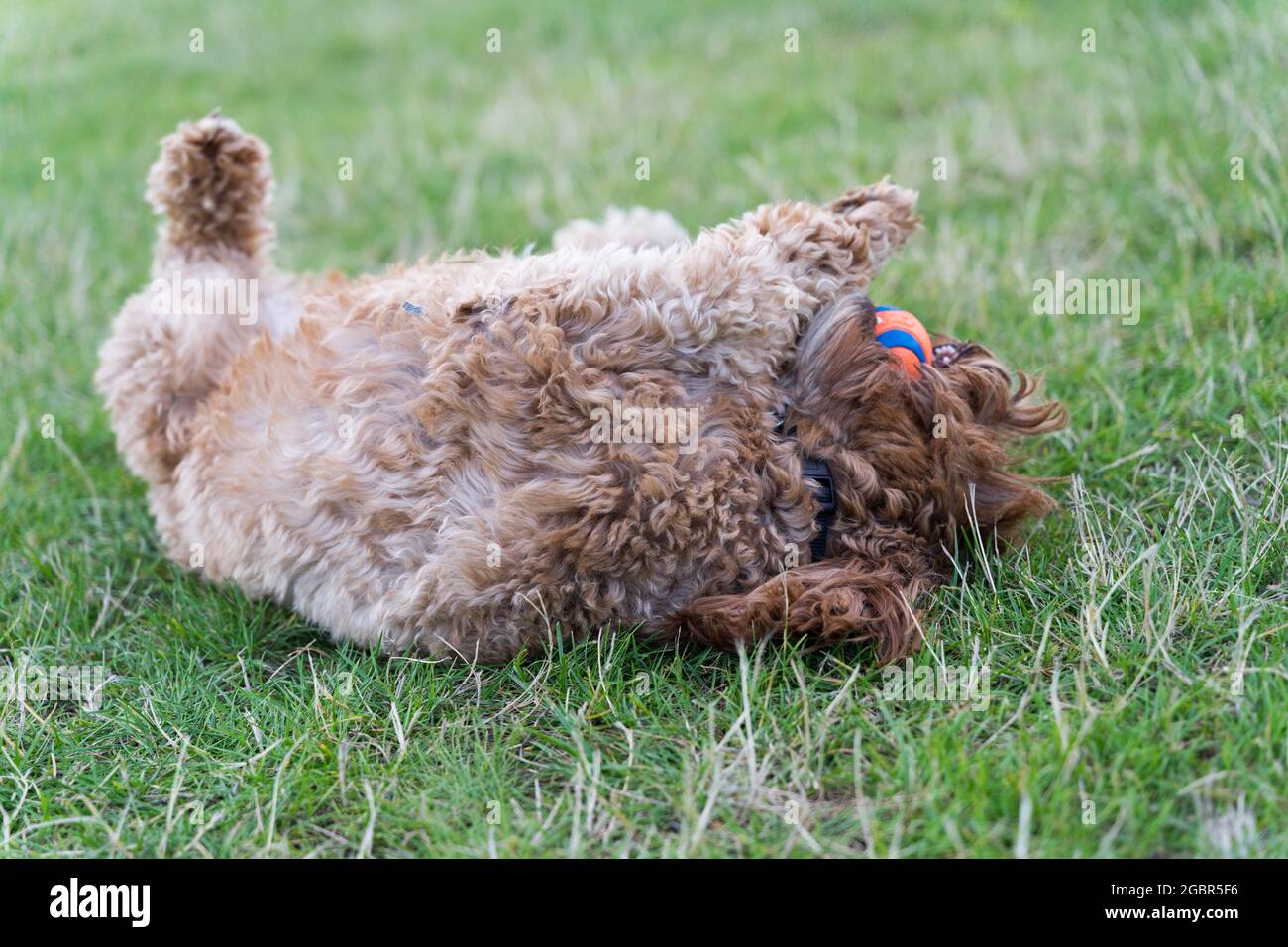 Cavapoo dog rolling on grass playing with ball London Greenwich park ...