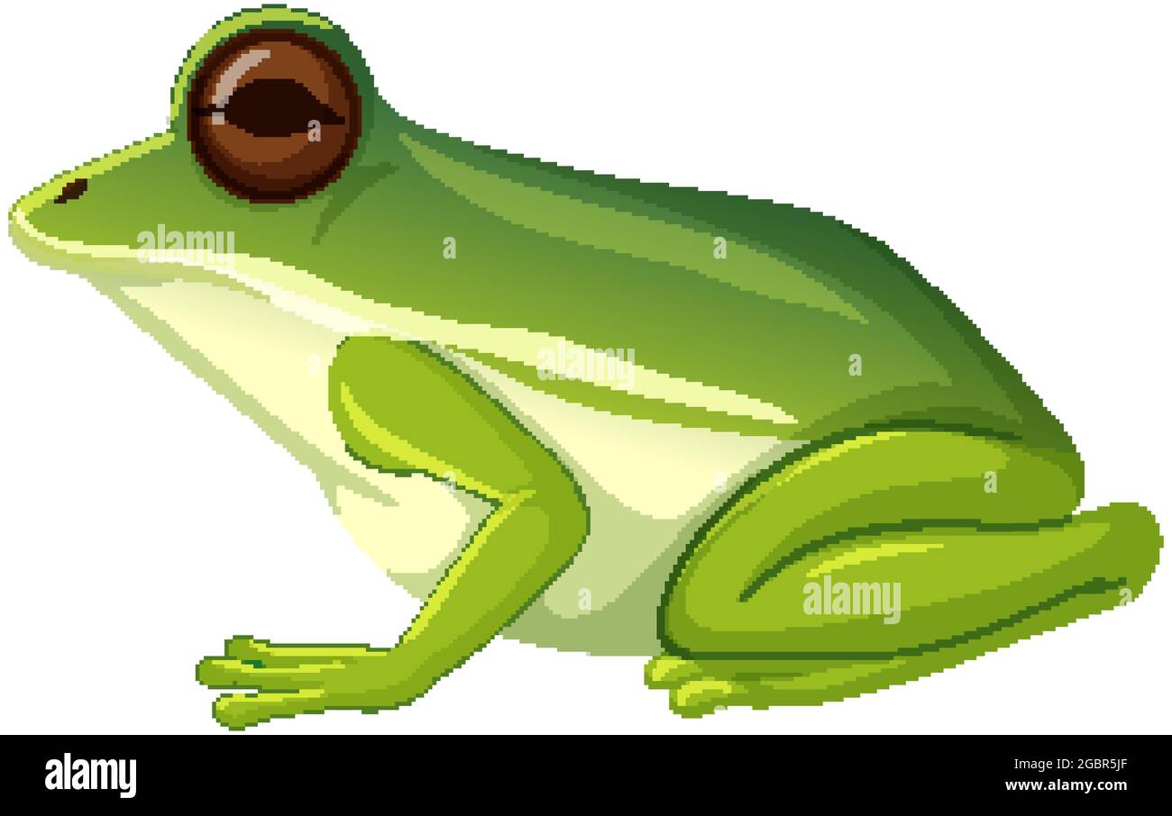 Green frog animal on white background illustration Stock Vector Image ...