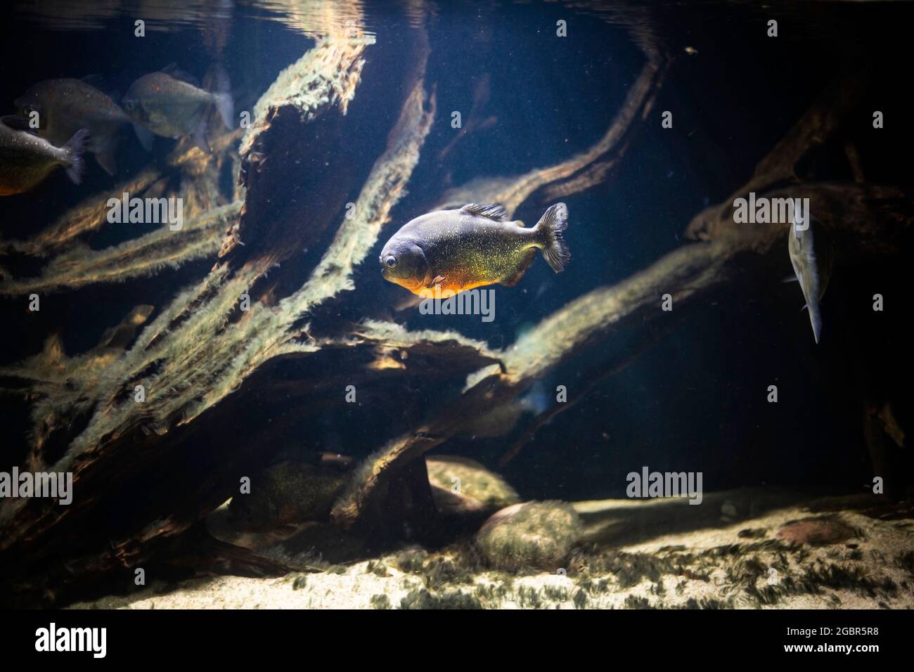 Wallpaper Of The Amazon River Fish