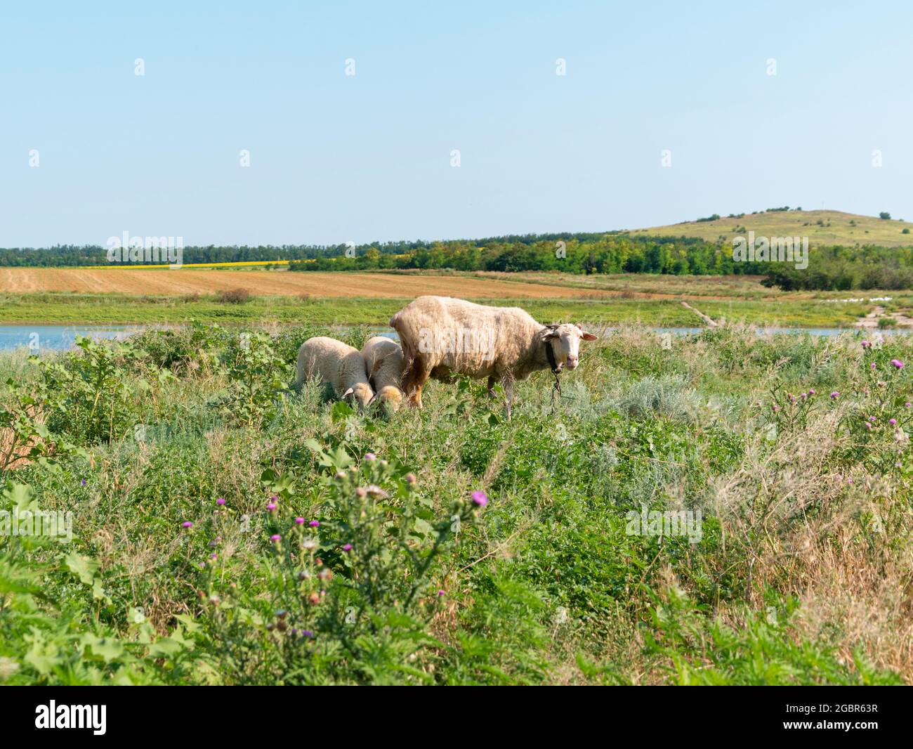 A flock of sheep grazing in a meadow nearby a river in summer danny day ...