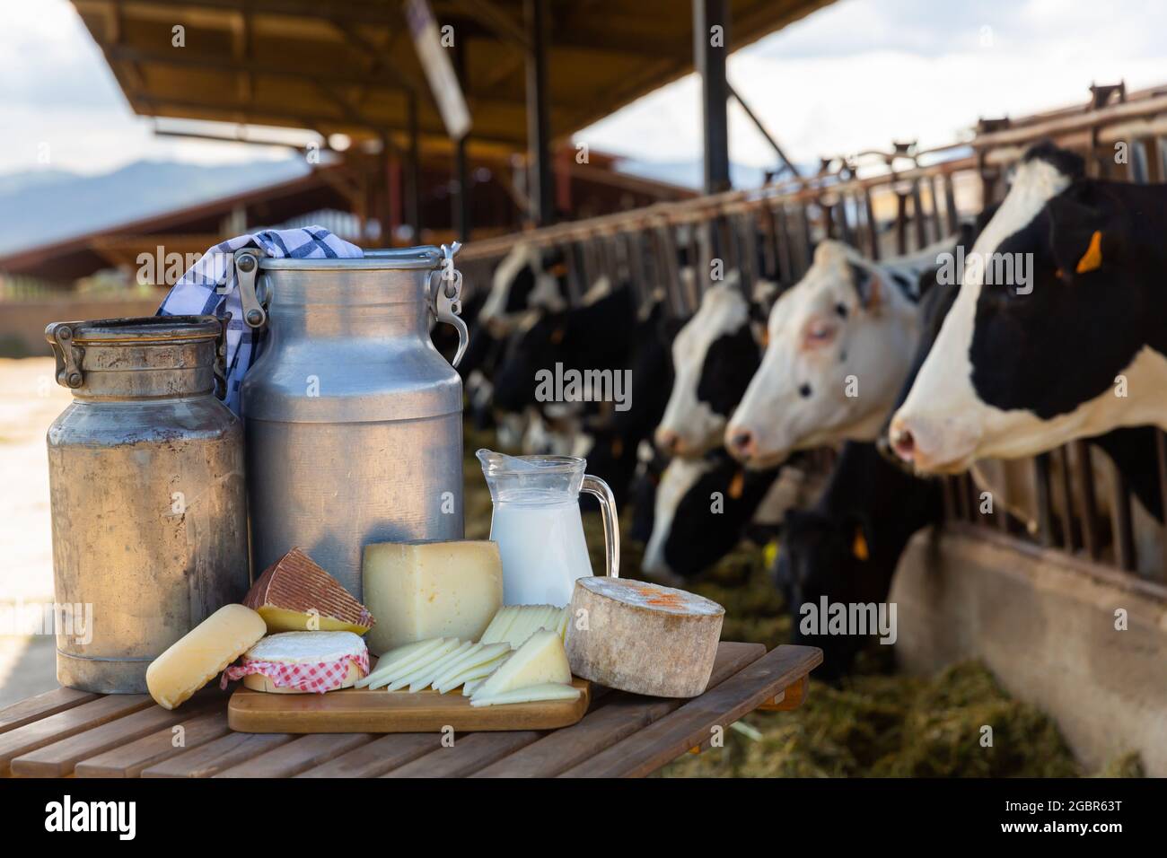 Fresh dairy products on table on background of cows in stall Stock ...